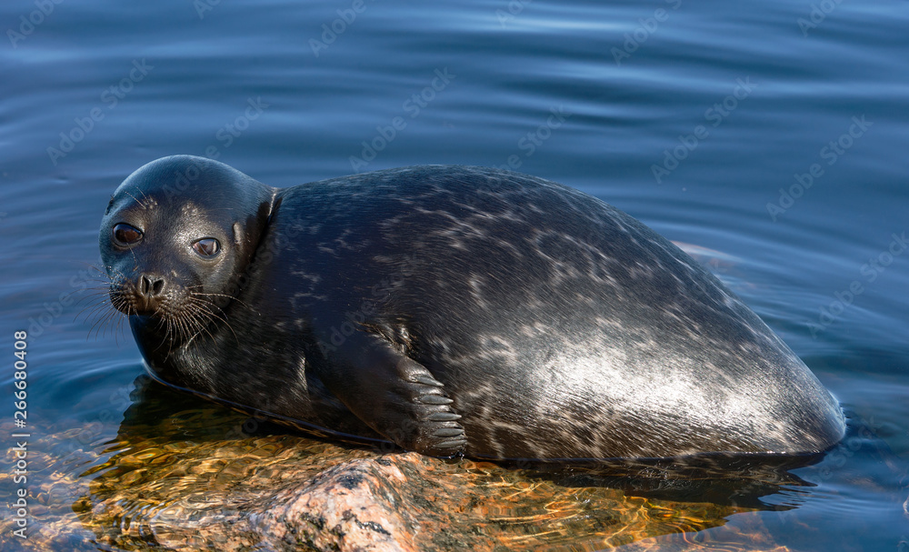 The Ladoga ringed seal resting on a stone. Scientific name: Pusa ...