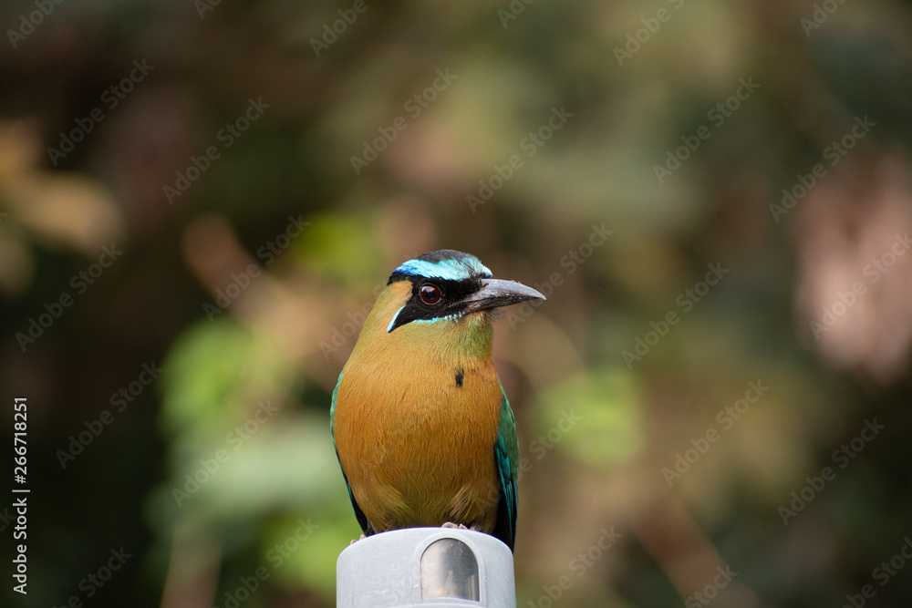 National bird: Torogoz, posing over a lamp sensor. Stock Photo | Adobe ...