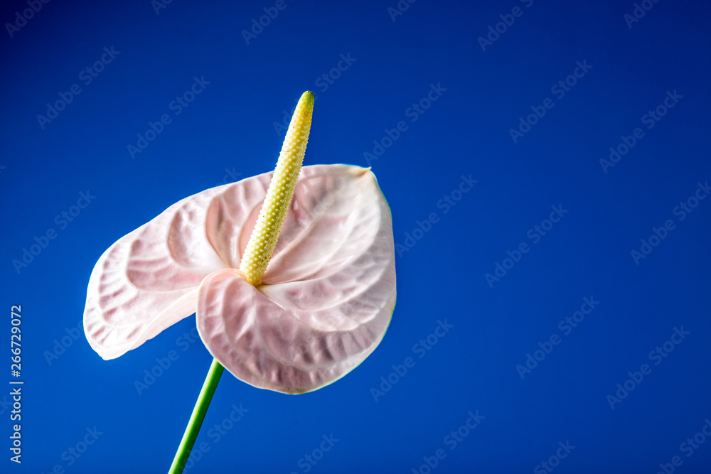 Blue Anthurium