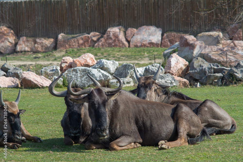 visiting the Zoo of Affi, near lake Garda, italian Zoo, nature and ...
