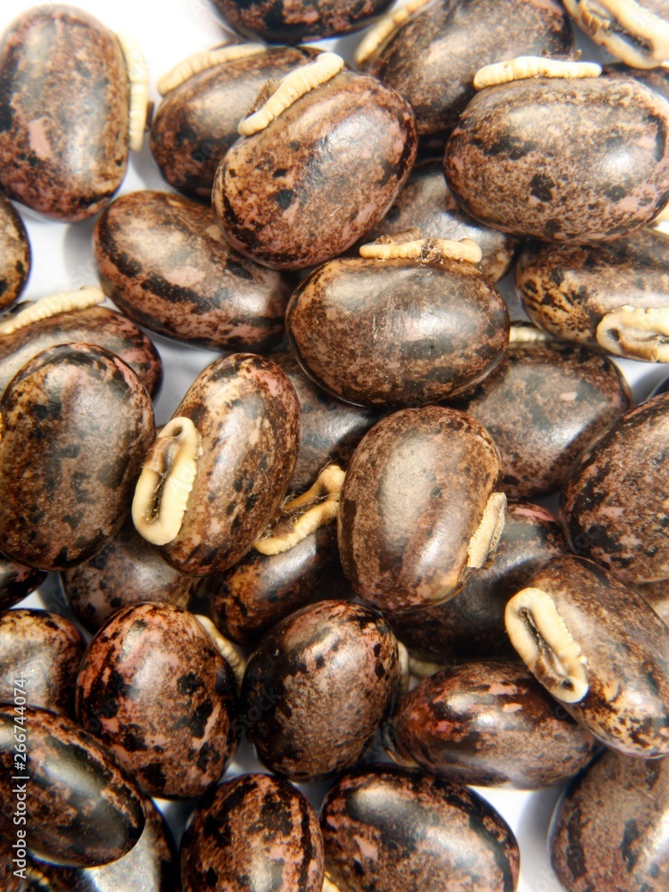 Mucuna pruriens seeds background.Also known as cowage, cowitch, lacuna ...