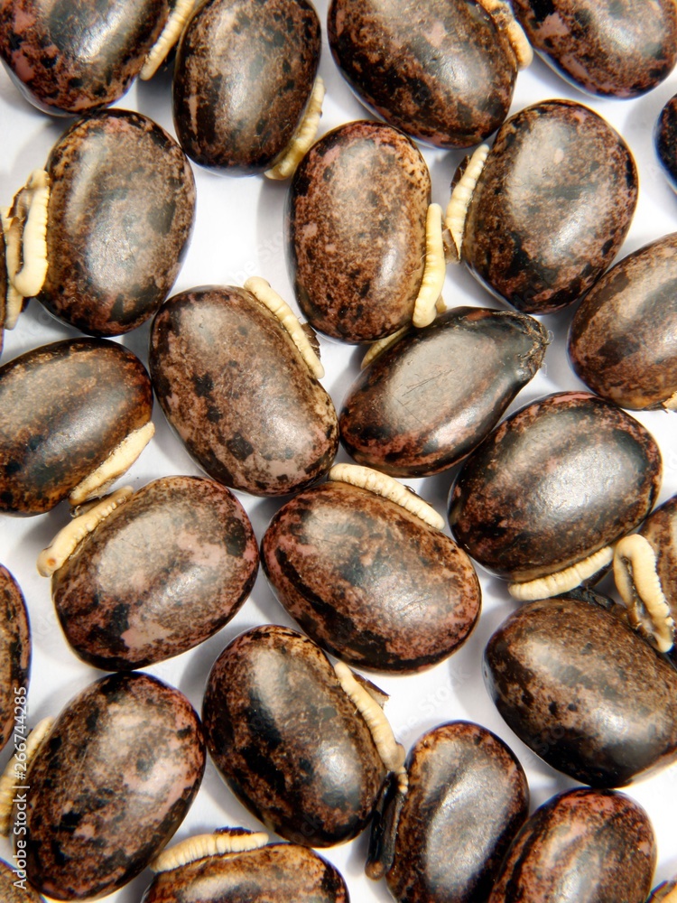 Mucuna pruriens seeds background.Also known as cowage, cowitch, lacuna ...