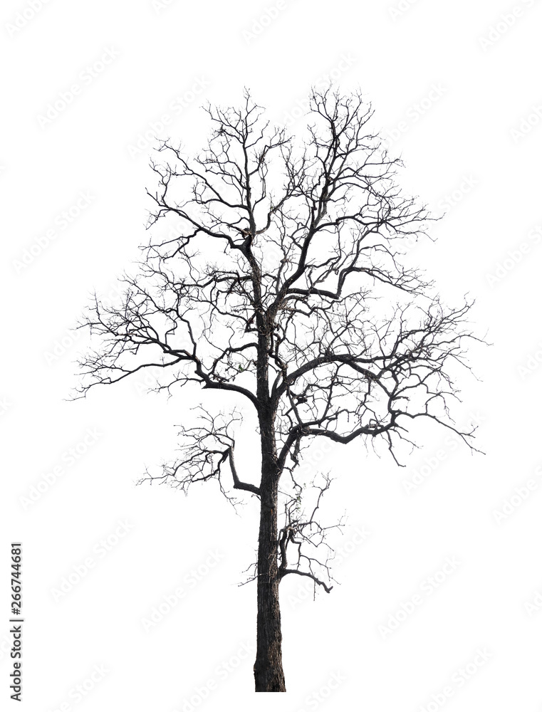 isolated tree without leaf on white background with clipping path in ...