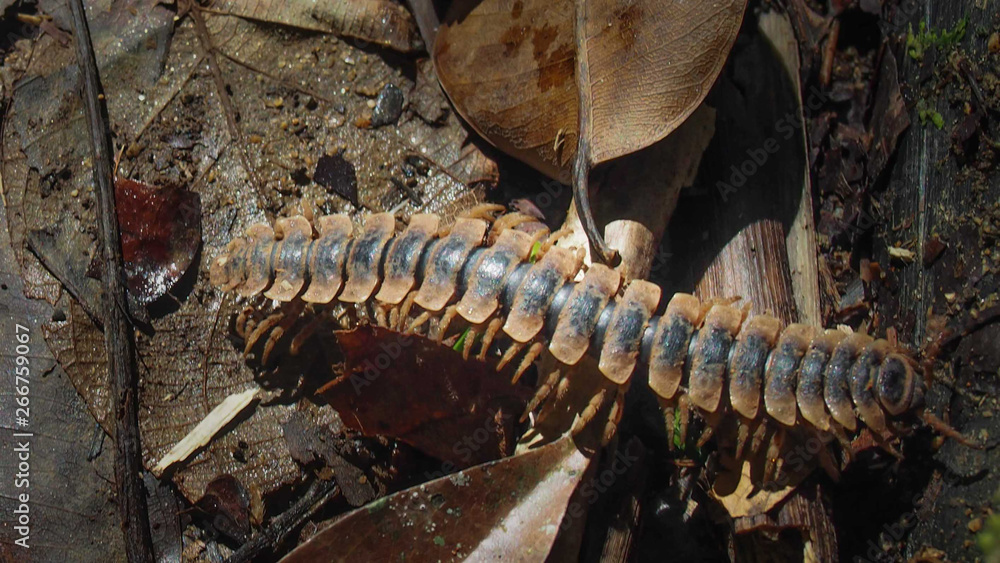 Centipede (Scolopendra sp.) sleeping on a muddy ground Stock Photo ...