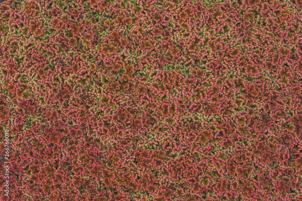 Red algae on the surface of the water. The texture of aquatic plants ...