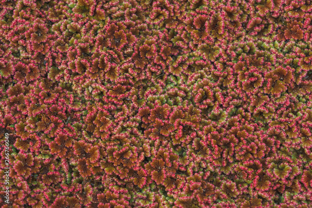 Red algae on the surface of the water. The texture of aquatic plants ...