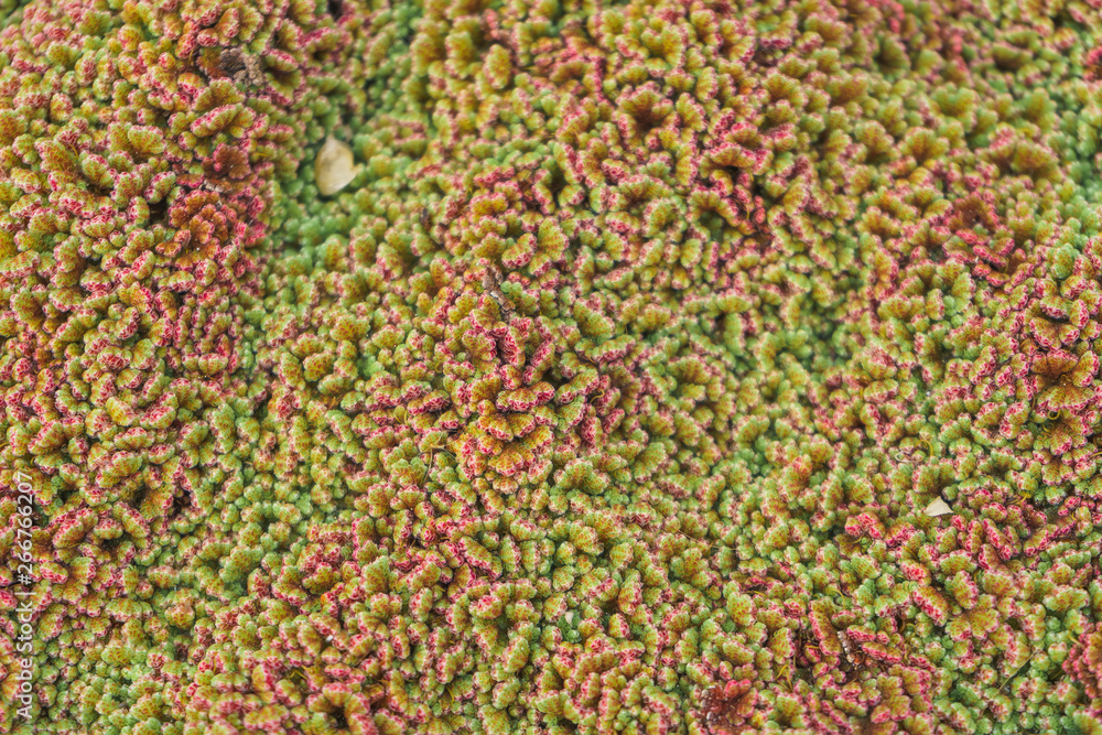 Red algae on the surface of the water. The texture of aquatic plants ...