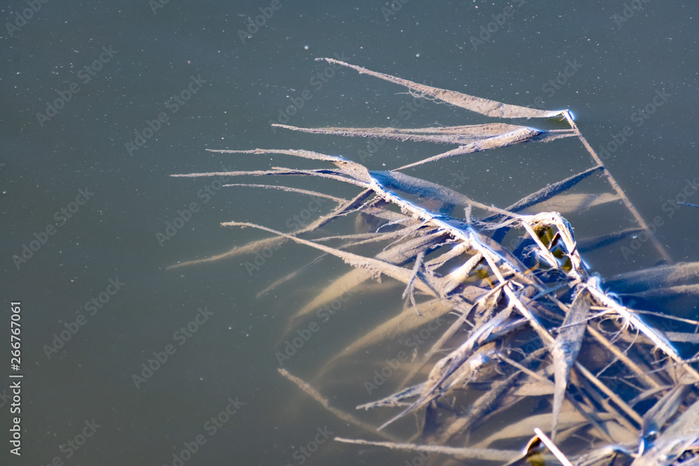 The water surface of the swamp, life under the water of the old river ...