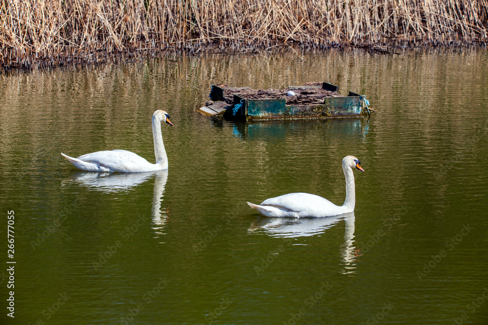 A air of swans and their egg on its nest at The Hamptons Nature Reserve ...