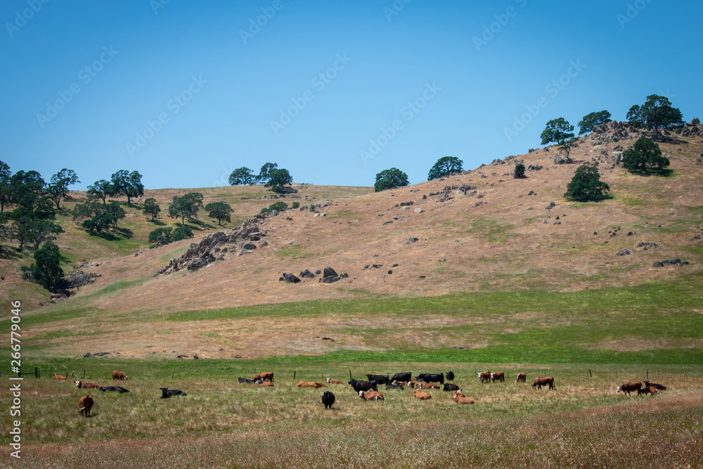 cows in the farm, california Stock Photo | Adobe Stock