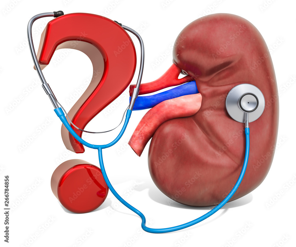 Human kidney with question mark and stethoscope. Diagnosis and ...