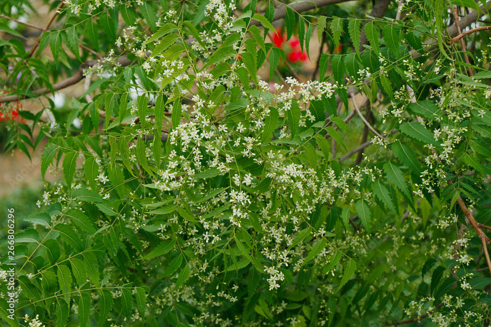 Azadirachta indica, commonly known as neem, nimtree or Indian lilac ...