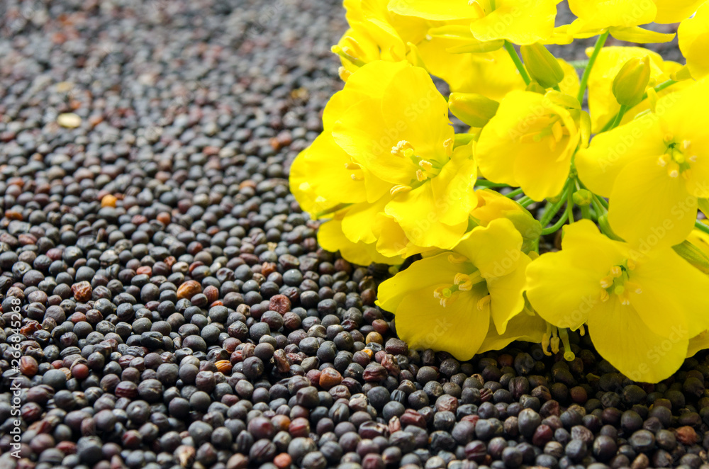Rapeseed plant with yellow flowers and seeds. Mustard plant yellow ...