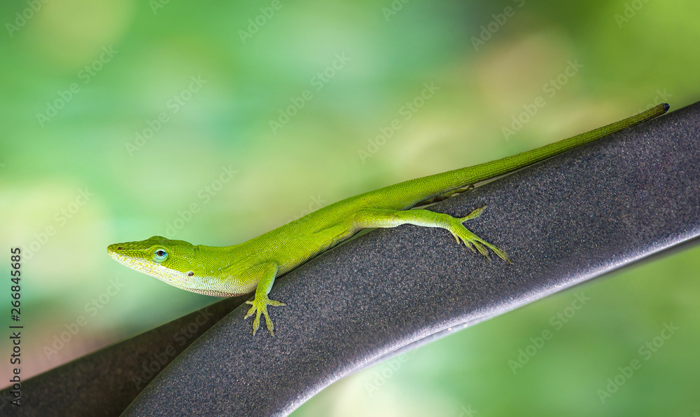 Green Anole lizard (Anolis carolinensis) crawling on an iron bench in ...