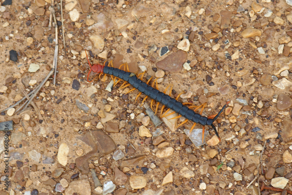 Giant North American Redheaded Centipede (Scolopendra heros) Stock ...