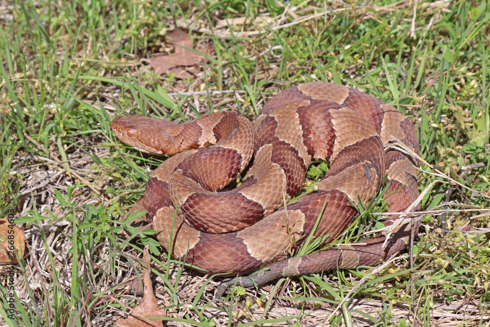 Copperhead Snake (Agkistrodon contortrix) North American Pit Viper ...