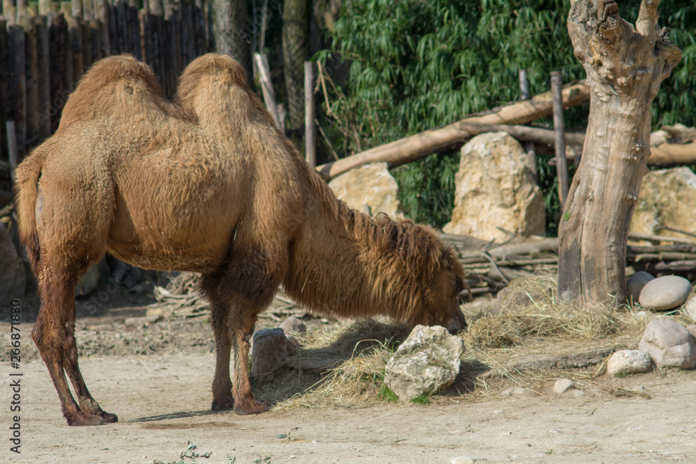 visiting the Zoo of Affi, near lake Garda, italian Zoo, nature and ...