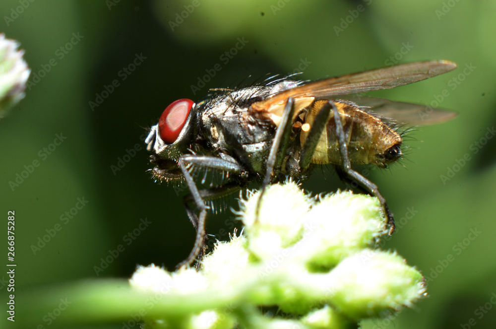 Flies are a type of insect that has 2 wings with the eyes and most have ...
