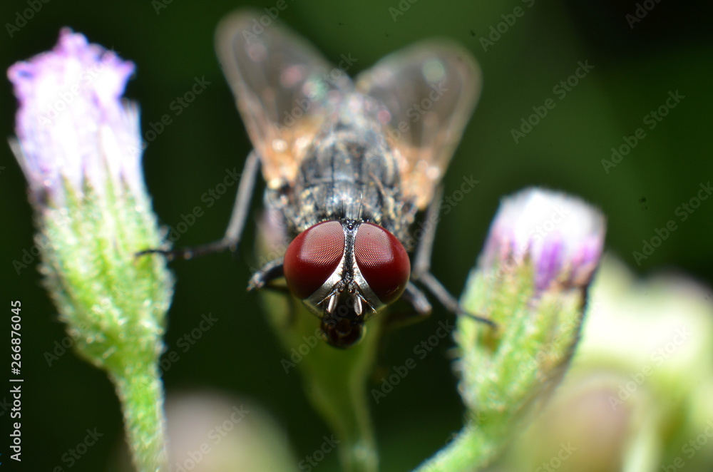 Flies are a type of insect that has 2 wings with the eyes and most have ...