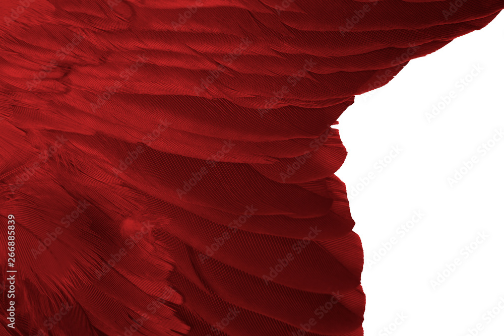 Beautiful red feather pattern texture background Stock Photo | Adobe Stock