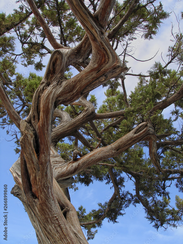 Close-up view of the old evergreen juniper trunk and branches against ...