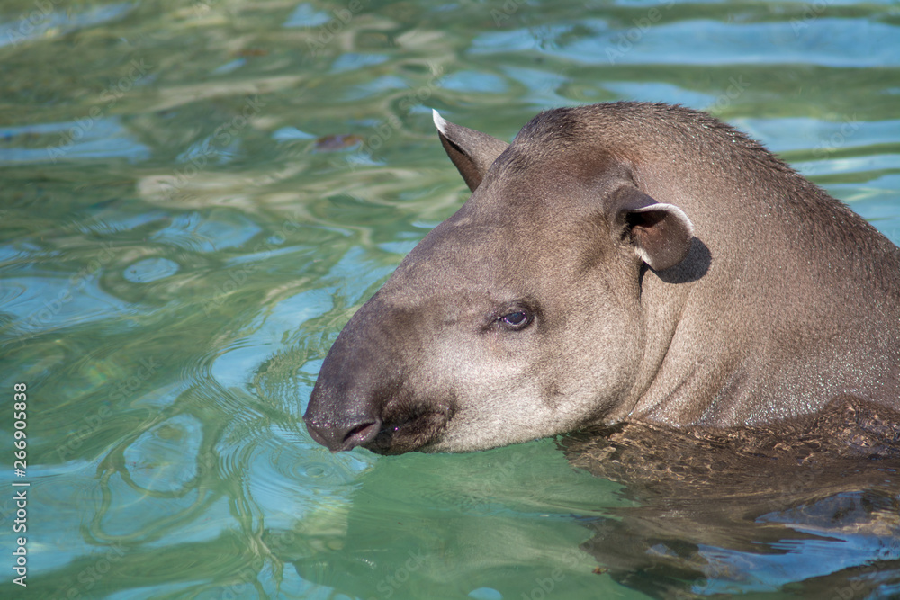 visiting the Zoo of Affi, near lake Garda, italian Zoo, nature and ...