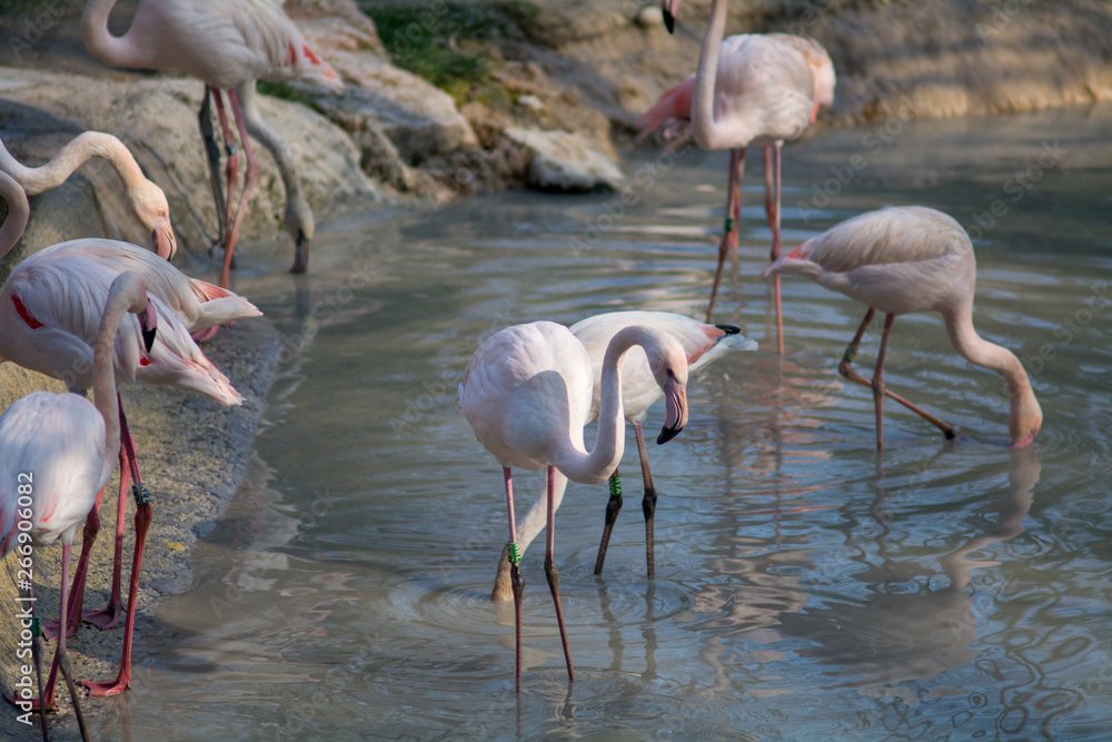 visiting the Zoo of Affi, near lake Garda, italian Zoo, nature and ...