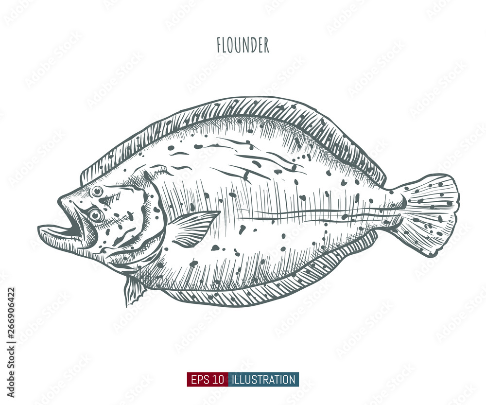 Hand drawn flounder fish isolated. Engraved style vector illustration ...
