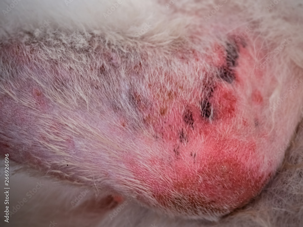 The Dermatitis disease on dog leg,itchy and sculpt,skin problem in dog ...