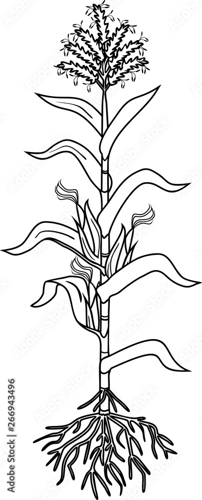 Coloring page with corn (maize) plant with leaves, root system, ripe ...