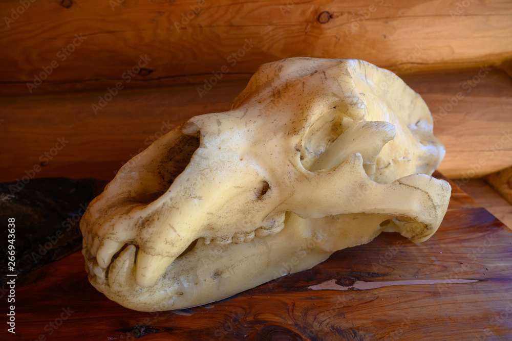 The skull of a Grizzly Bear Stock Photo | Adobe Stock