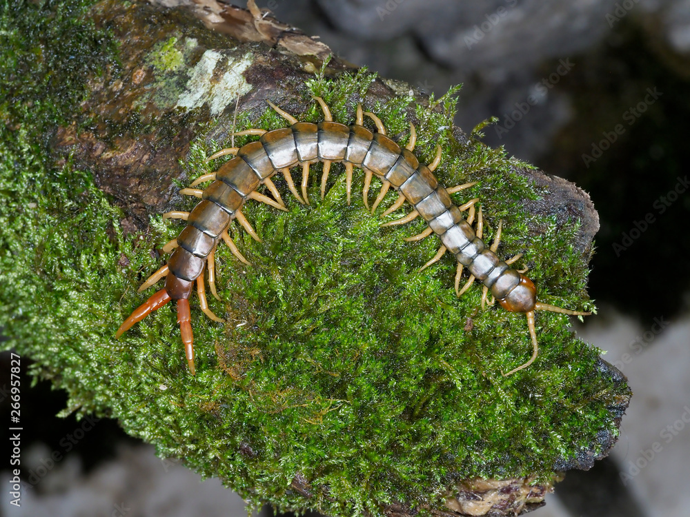Poster Scolopendra cingulata, also known as Megarian banded centipede ...