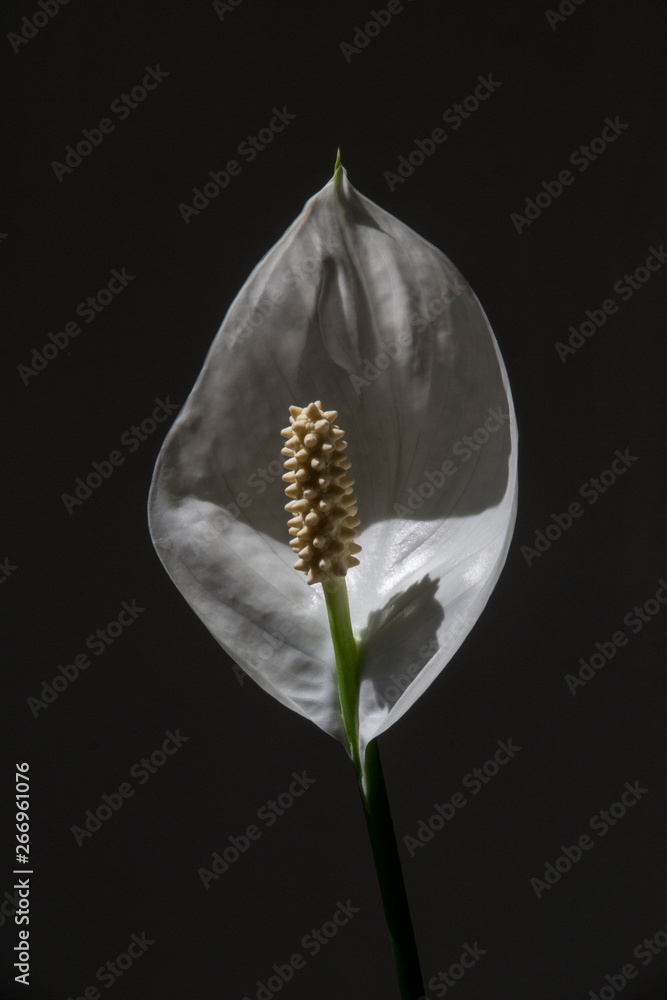 Flor Cuna de Moises con fondo negro ภาพถ่ายสต็อก | Adobe Stock