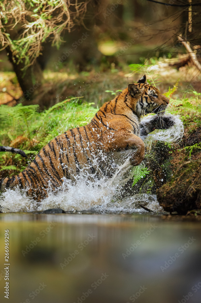 Tiger jumping out of river with splashing water drops around. Agressive ...