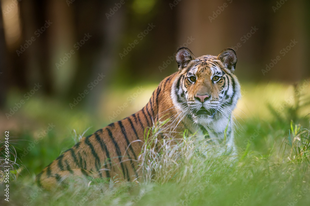 Siberian tiger lying in the grass in summer forest. Beast of ...