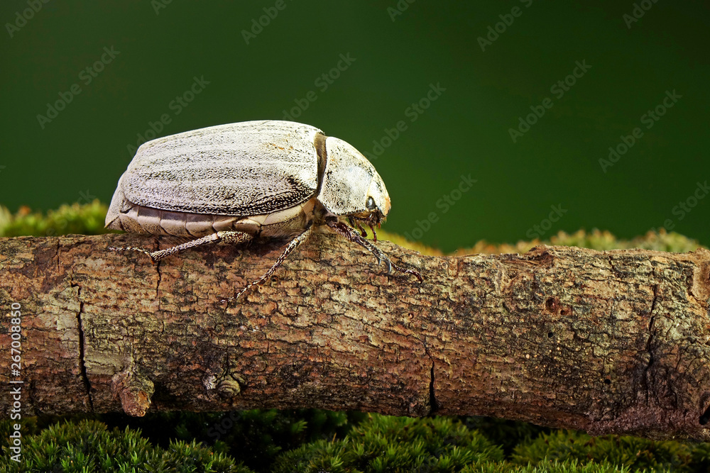 Photo Stock Beetle : White beetle (Lepidiota stigma Fabricius), edible ...