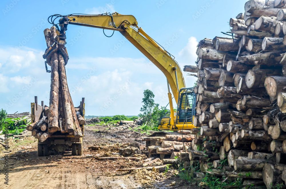 heavy machinery loading timber to the truck in the log yard. nature and ...