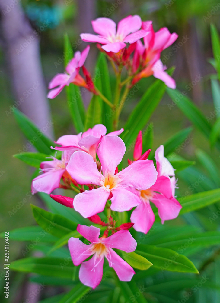 Pink flower clusters of nerium oleander Stock Photo | Adobe Stock