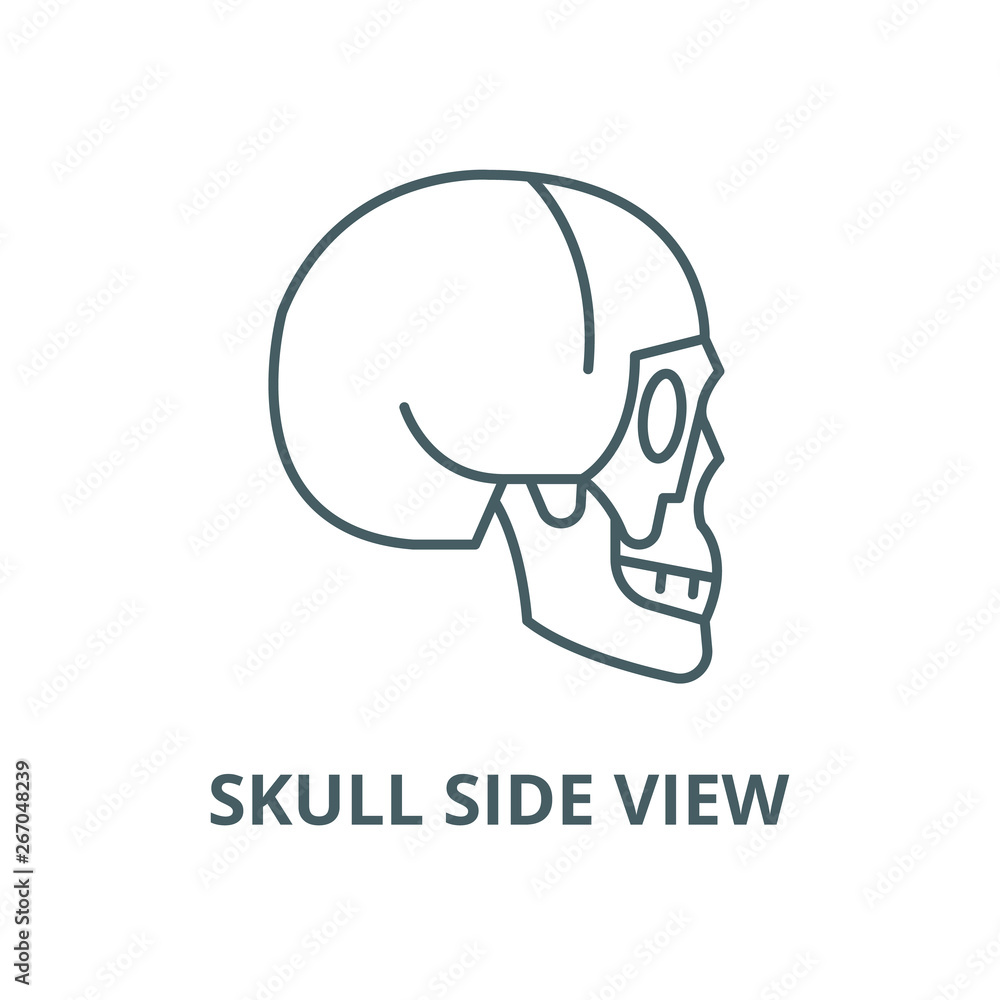 Skull side view vector line icon, outline concept, linear sign Stock ...
