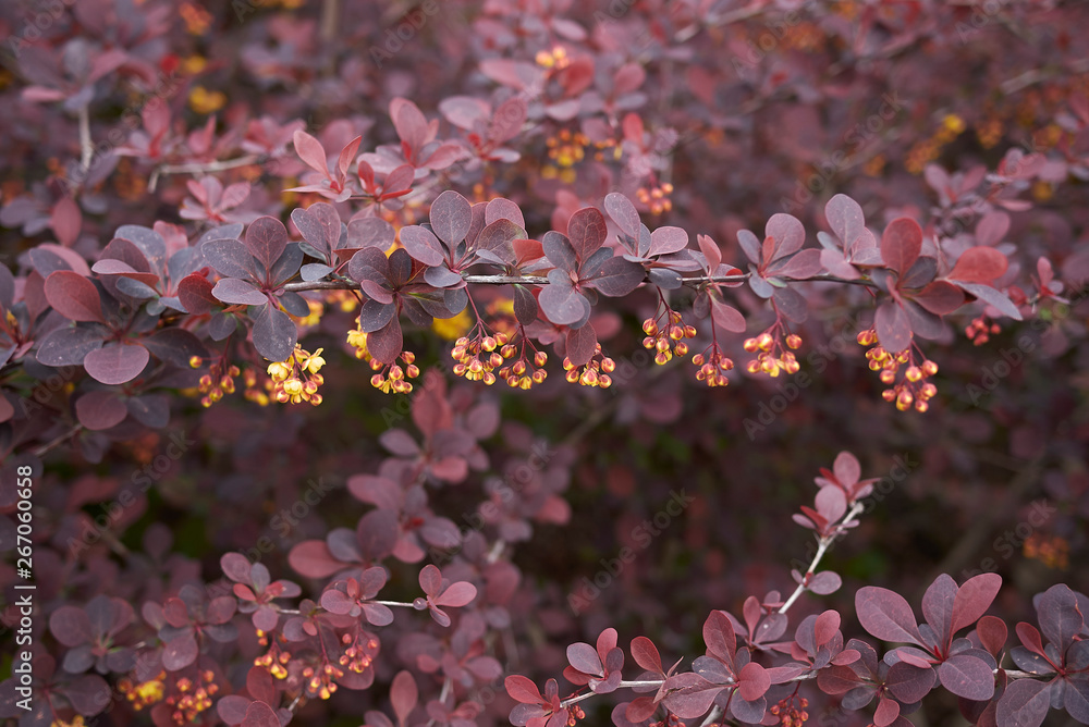 Berberis thunbergii atropurpurea Stock Photo | Adobe Stock