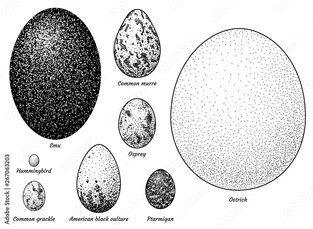 Collection of bird eggs illustration, drawing, engraving, ink, line art ...