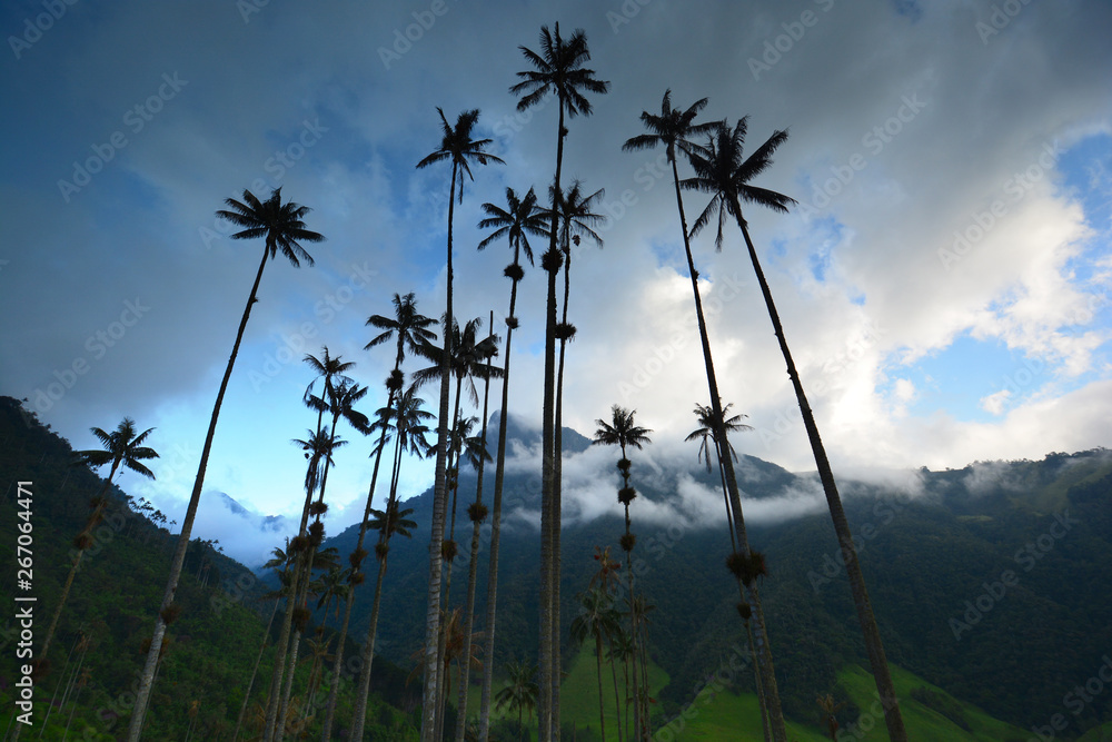 Dramatic Landscape With Quindio Wax Palm Trees Ceroxylon Quindiuense
