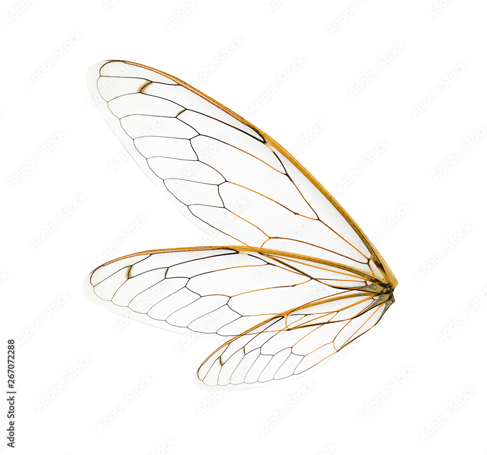 wings of Insect cicada on white bacground Stock Photo | Adobe Stock