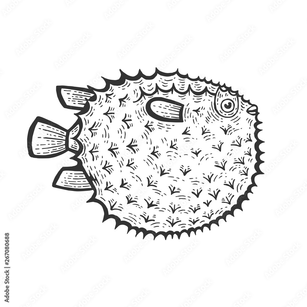 Fugu poisonous toxic fish animal sketch engraving vector illustration ...