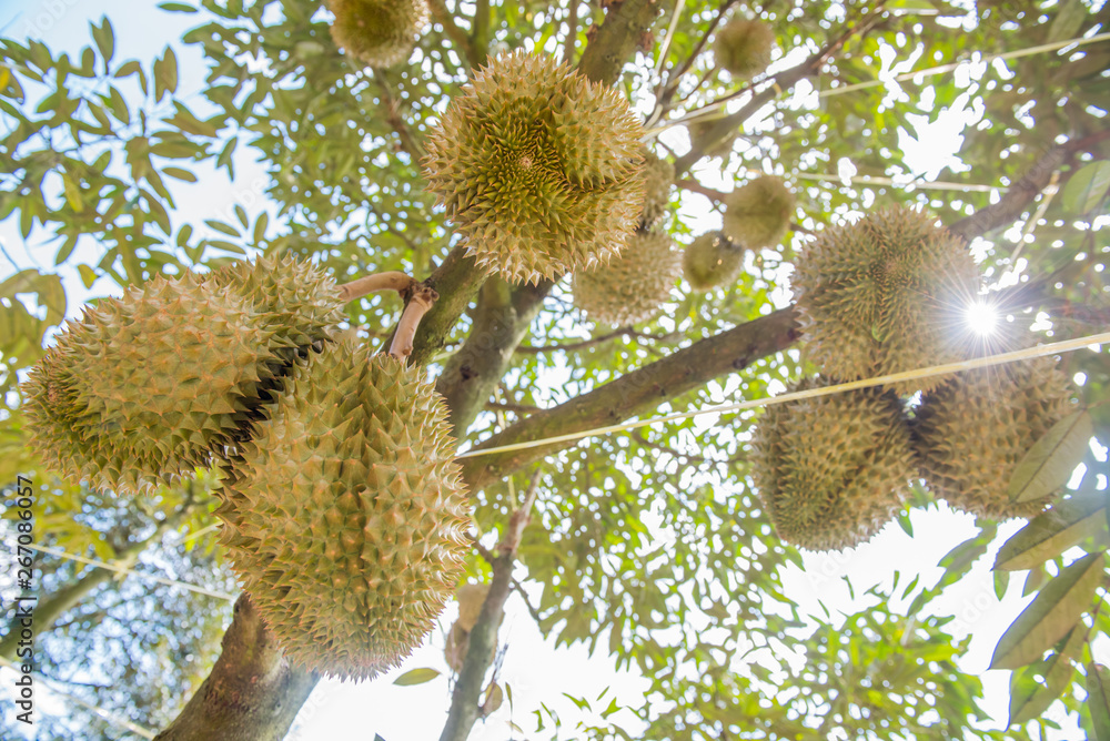 durian tree in the farm, Thai King fruit Stock Photo | Adobe Stock