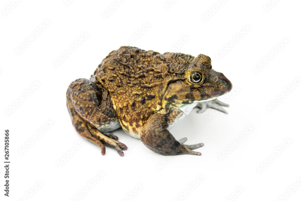 Chinese edible frog, East Asian bullfrog, Taiwanese frog ...