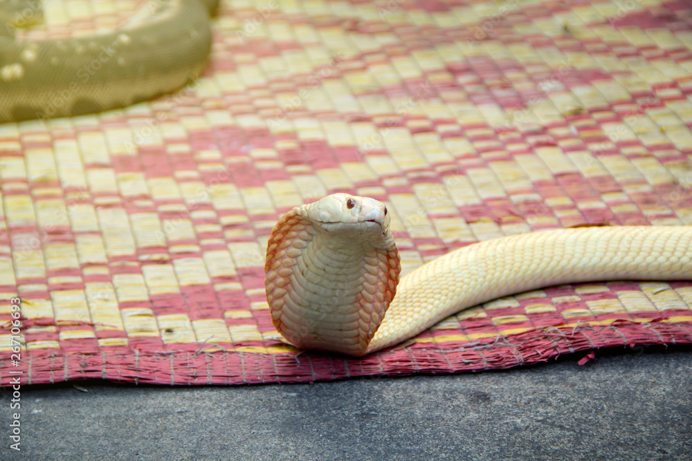 exotic pet albino Snake Siamese cobra Naja kaouthia white and orange ...
