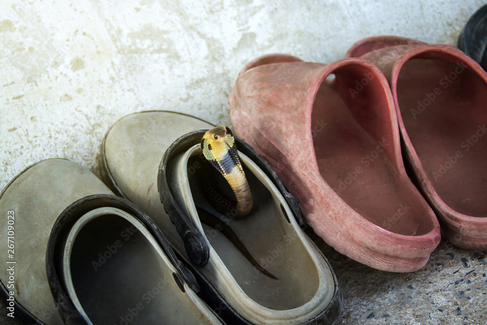 Animals Wearing Shoes