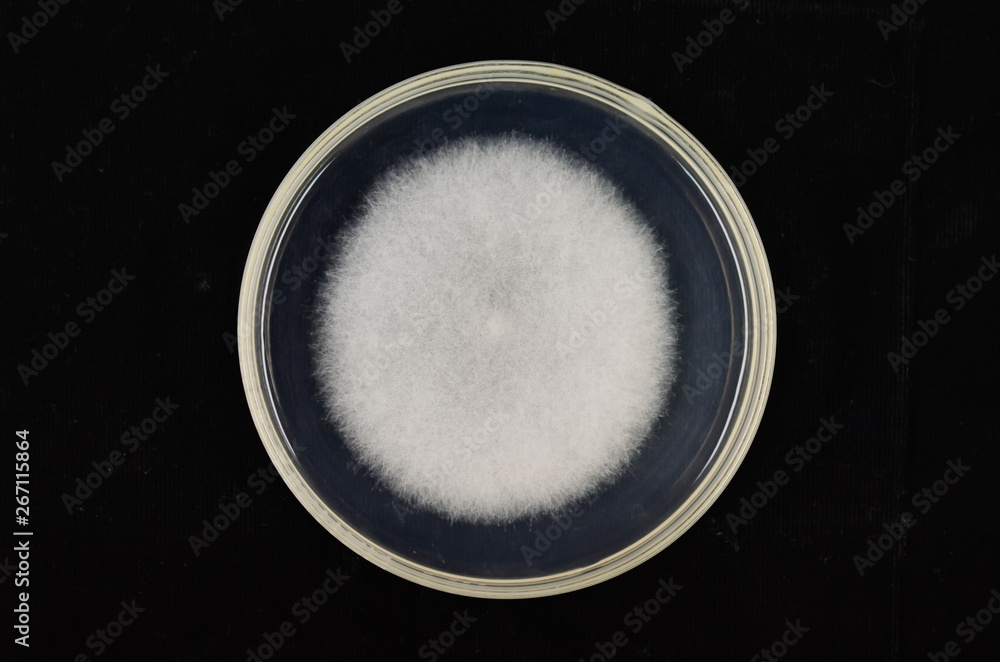 Beautiful colonies of Rhizopus oryzae growing on agar plate Photos ...