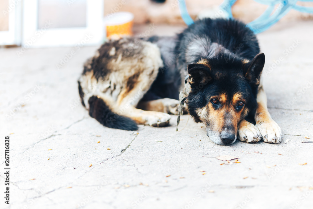 sick big dog Dermatitis and Disease on dog skin,bald patchy area of the ...